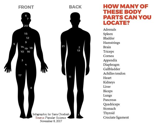 Anatomy Parts Of The Body Quiz Body Parts Quiz Anatomy Bodaqwasuaq Anatomy Parts Of The Body Quiz Body Parts Quiz Anatomy Bodaqwasuaq